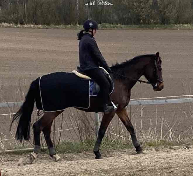 Rideudstyr - Termatex lændedækken